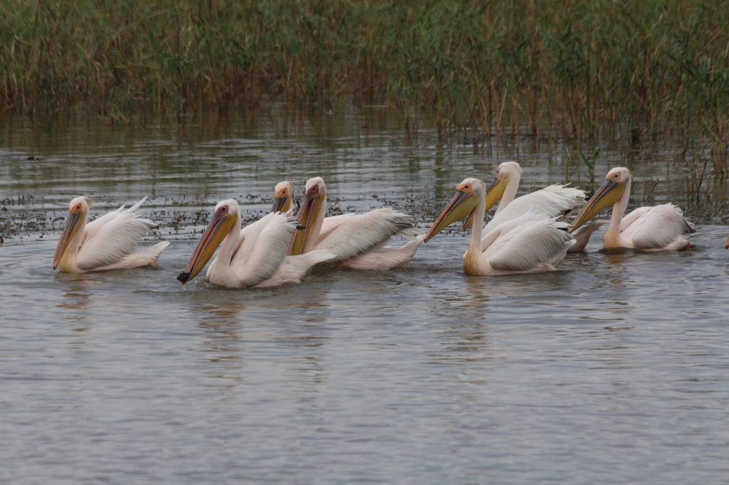 The Conservation Learning initiative: improving the impact of ...