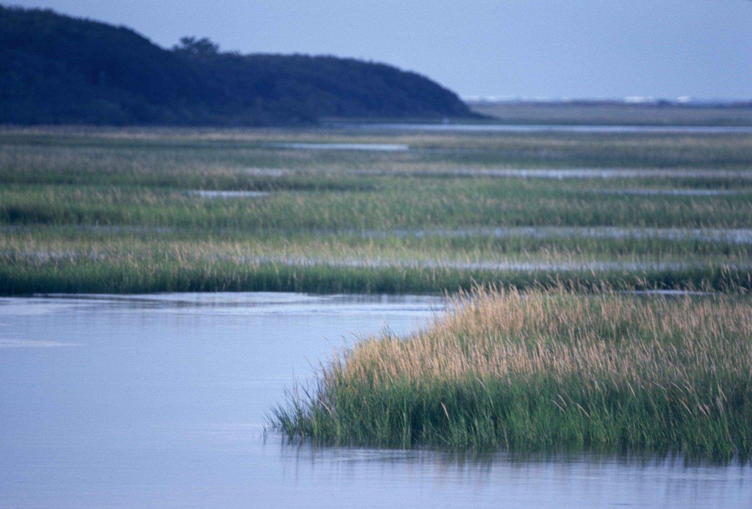 How do you solve a problem like Spartina? | About Conservation Evidence