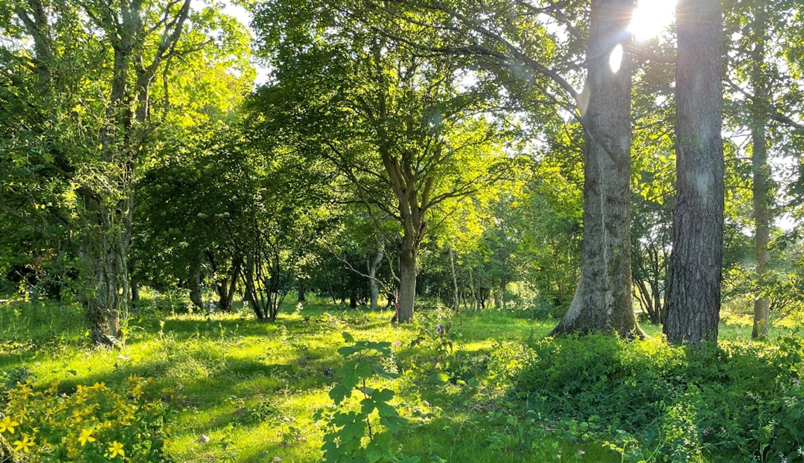 Tangled Banks and Sentinel Plants: generating evidence for plant ...