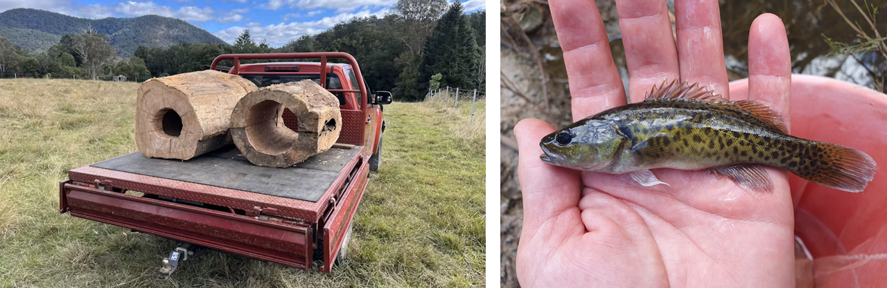 From cod logs to frog bogs: we catalogued 400 ways to help species ...