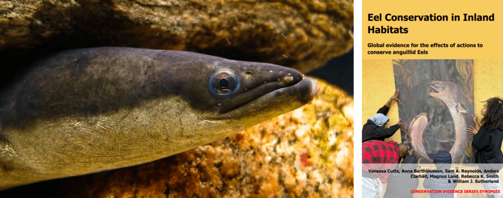 Introducing the new Conservation Evidence synopsis: Eel Conservation in ...