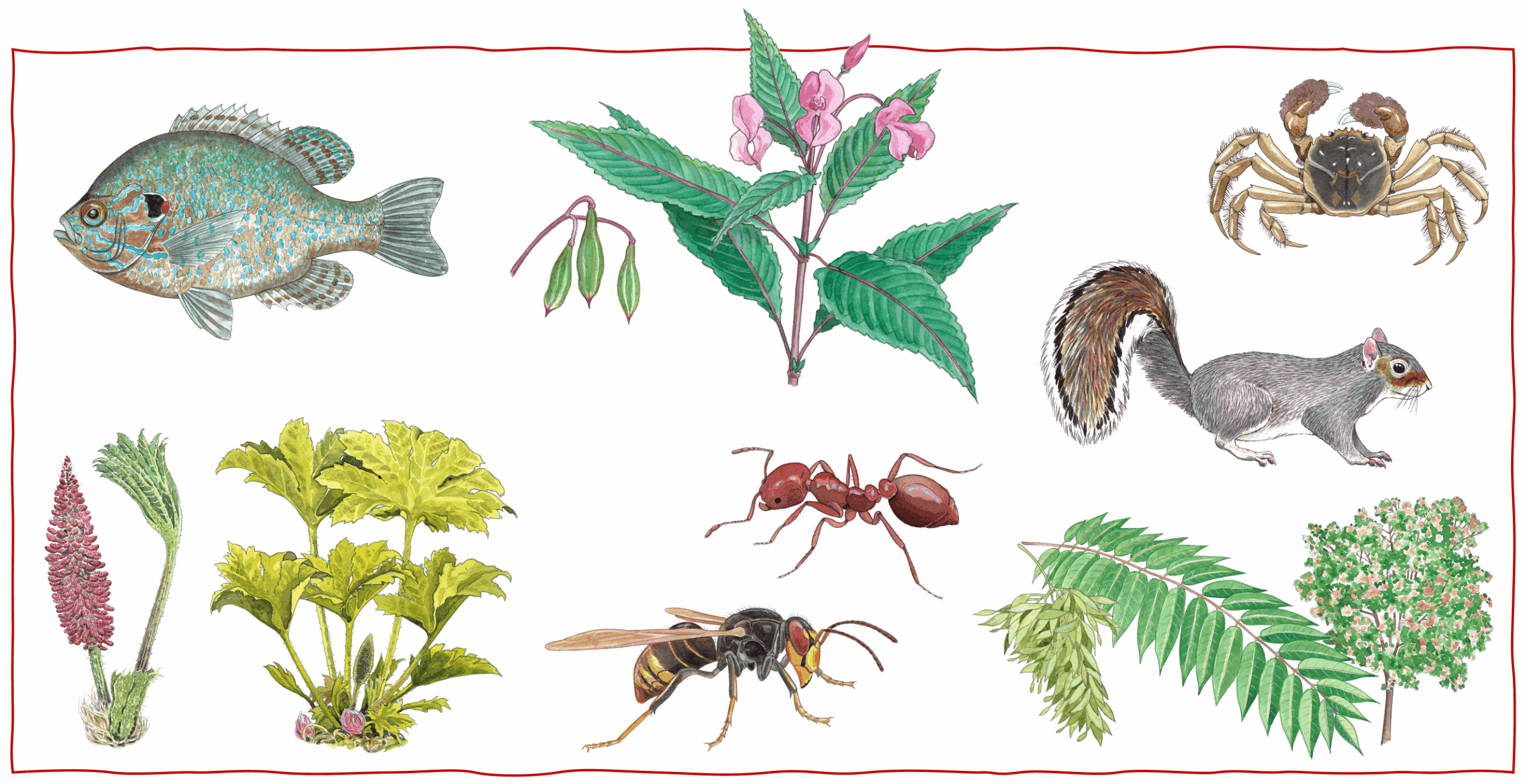 Conservation Evidence and invasive species | About Conservation Evidence