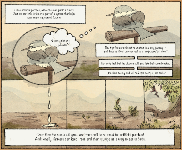 Can we use perches to attract birds and increase seed dispersal in ...