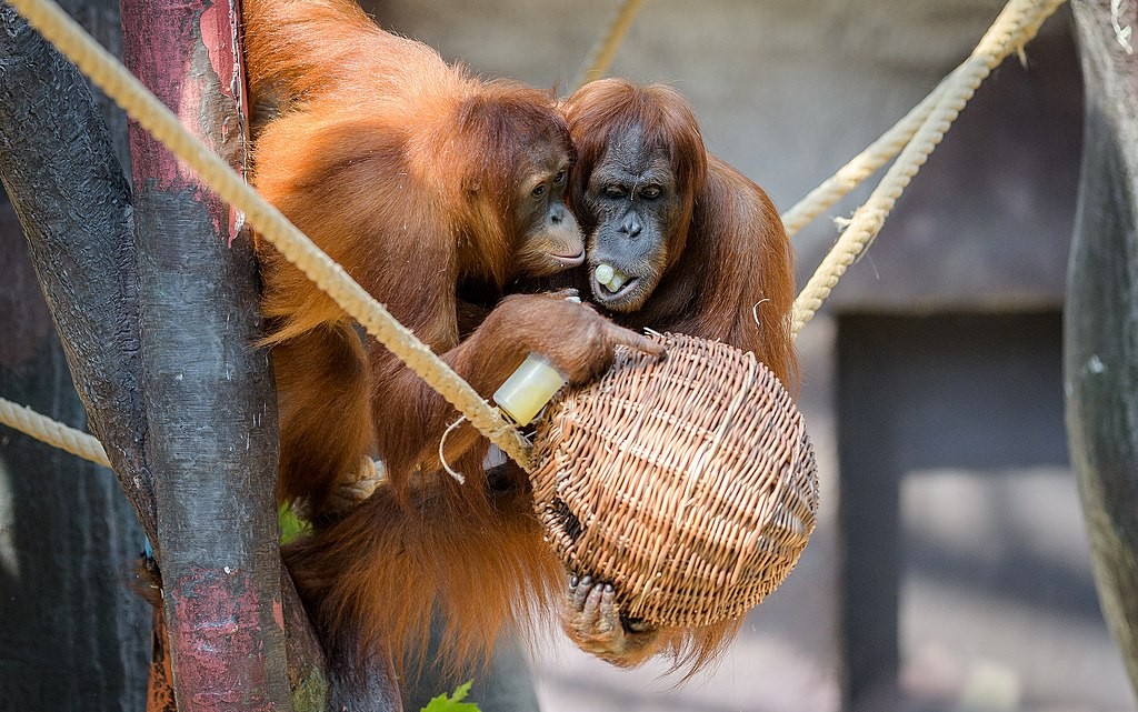 Creating a global evidence map for animal management in zoos | About ...