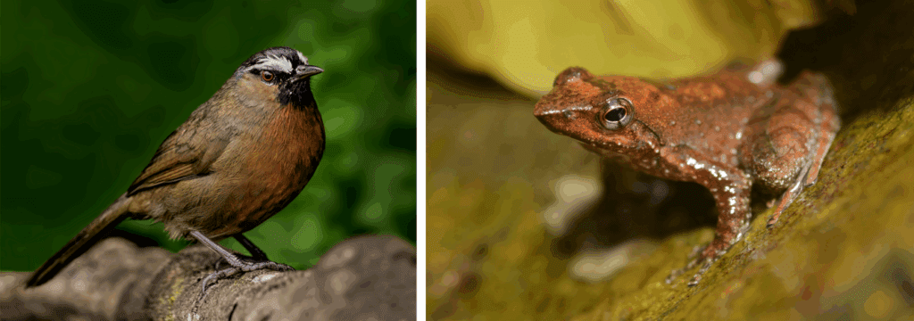 Culturomics: a low-cost opportunity to evaluate conservation campaigns ...